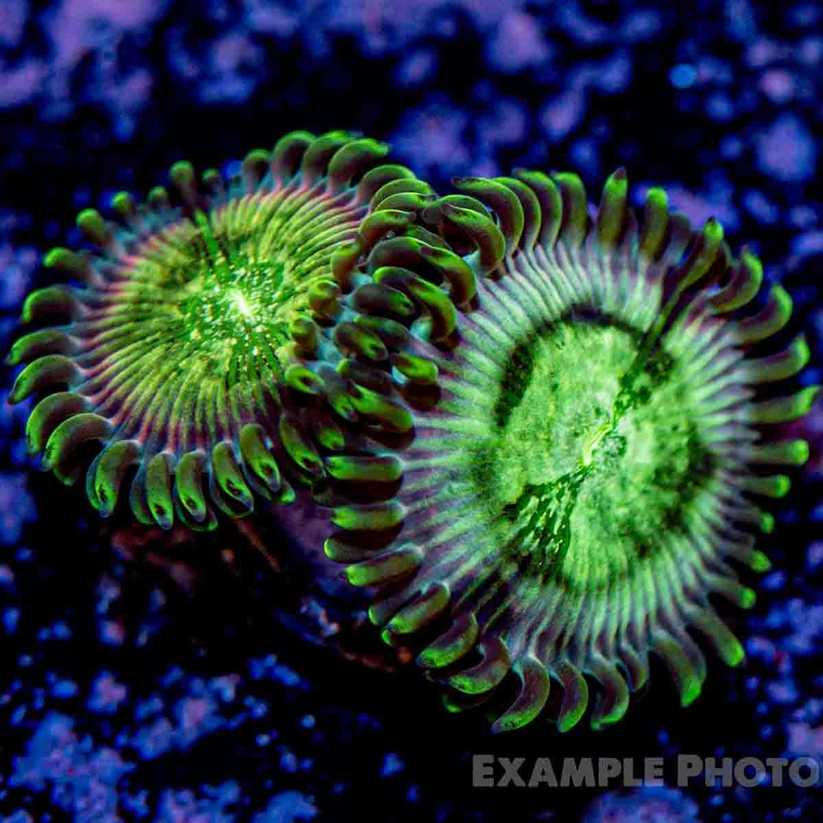 Zoanthid Placement