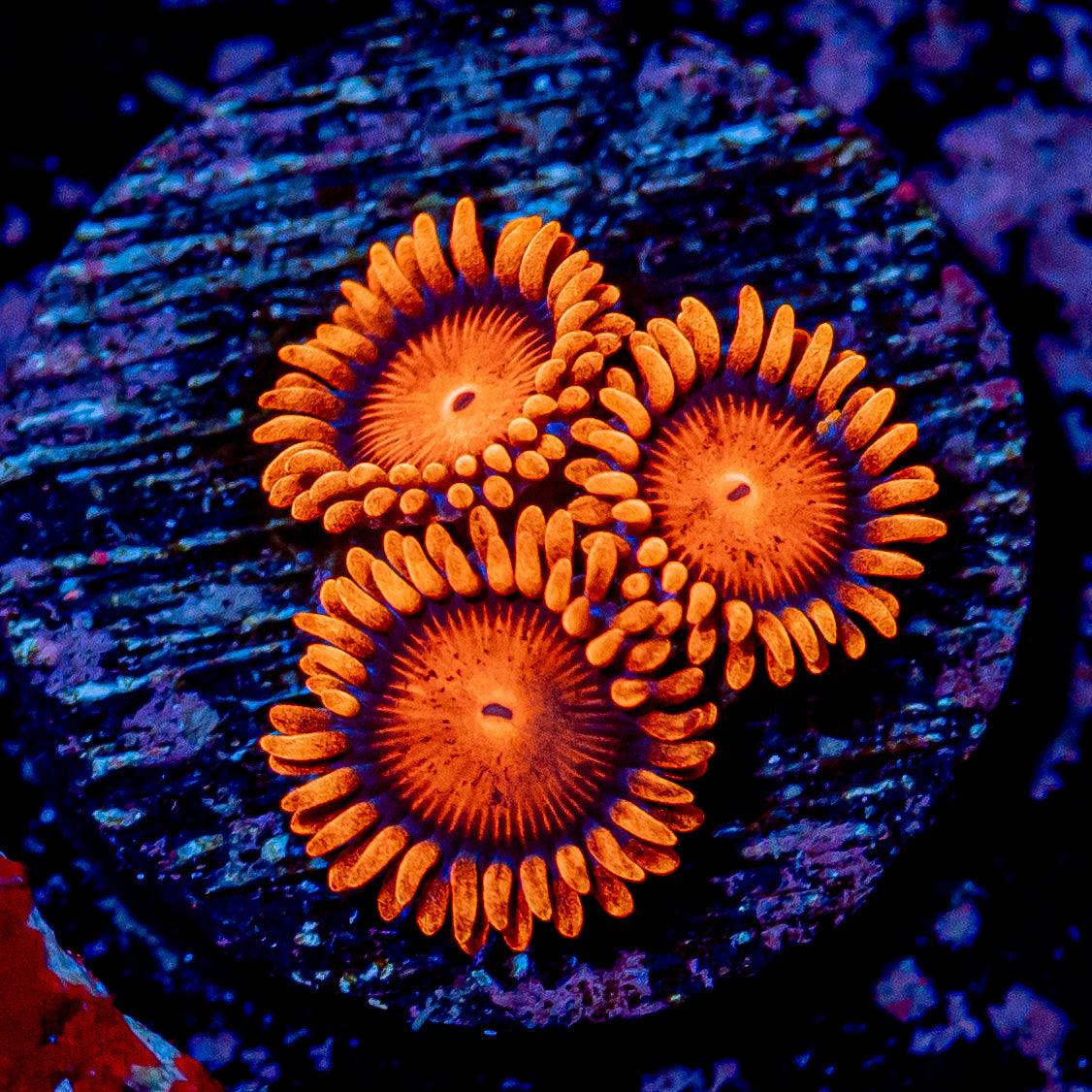 Orange Zoanthids