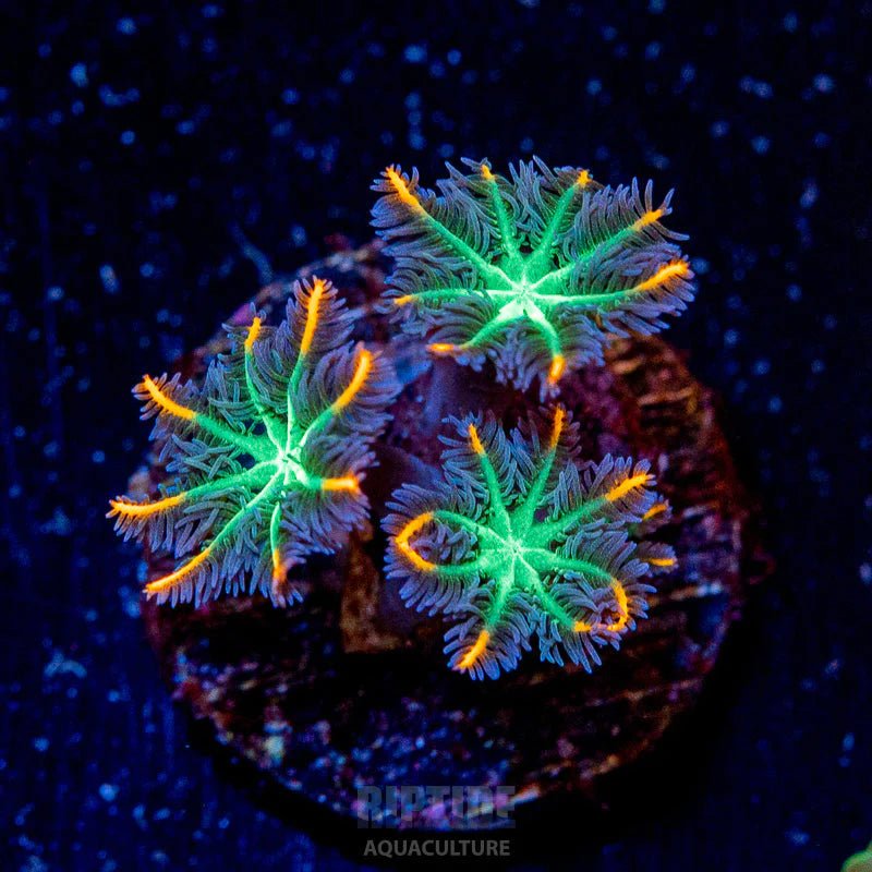 Clove Polyps - riptide aquaculture llc