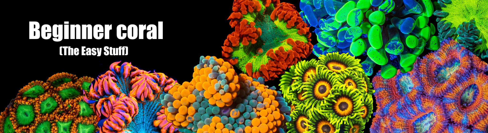 Beginner Corals - riptide aquaculture llc