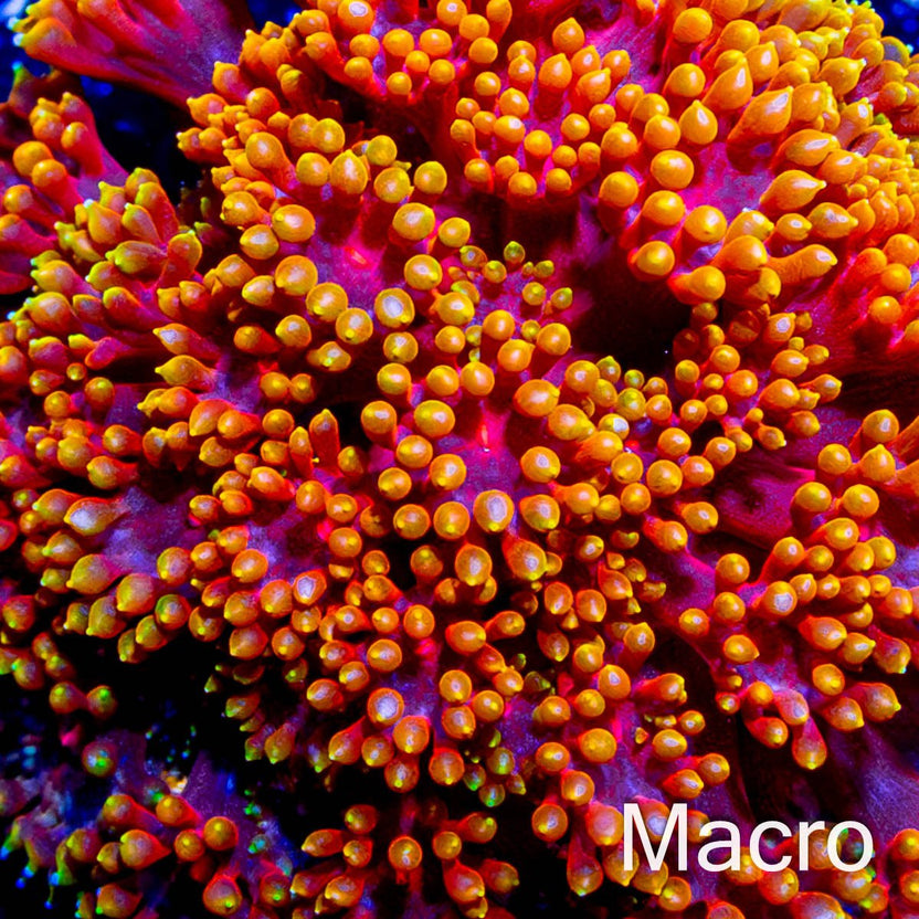 Riptide Aquaculture | Aquacultured Coral for Reef Tanks